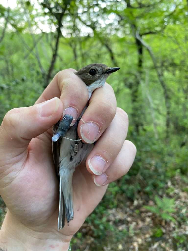 South Devon - Devon Birds