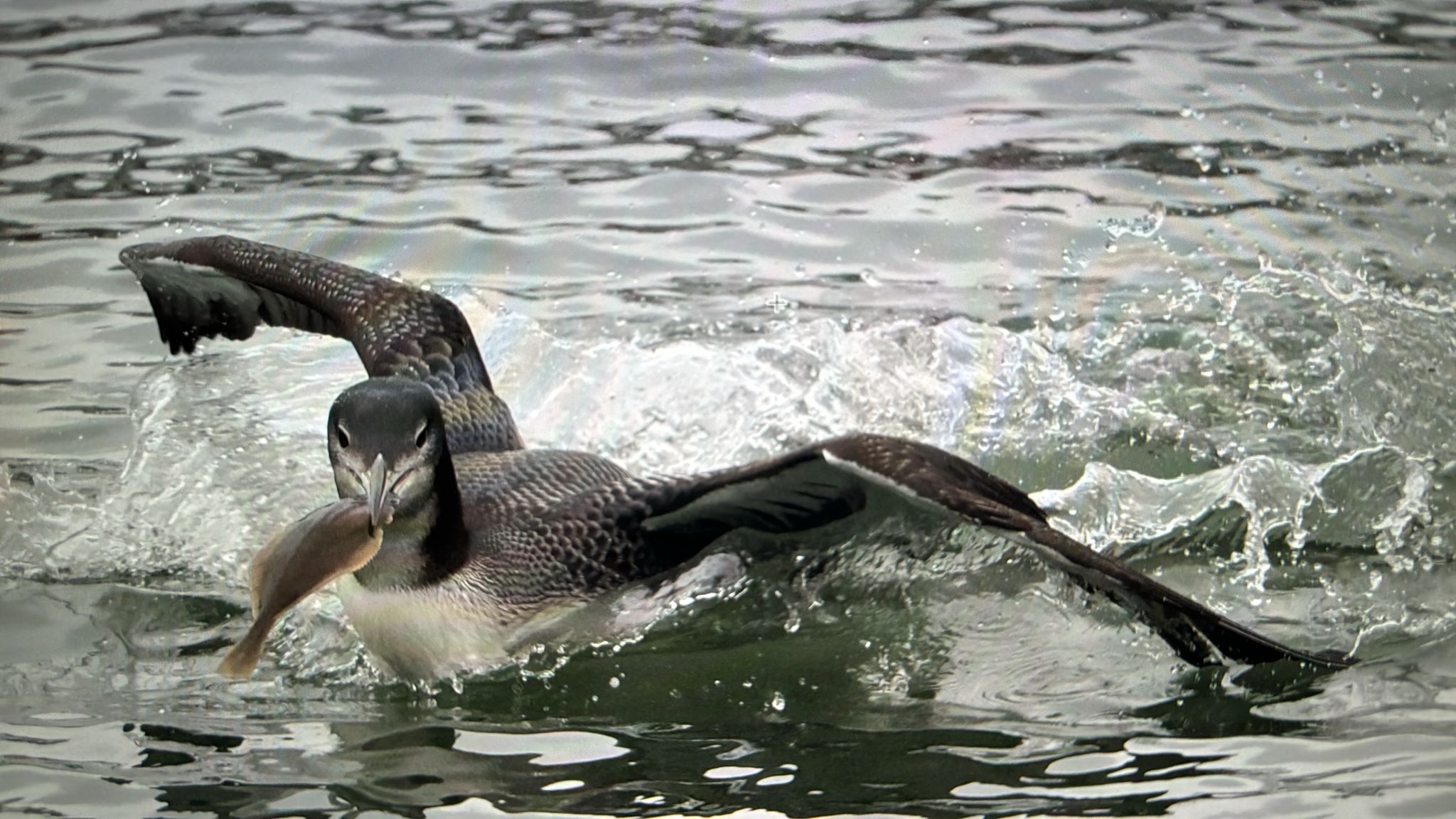 Great Northern Divers - Devon Birds
