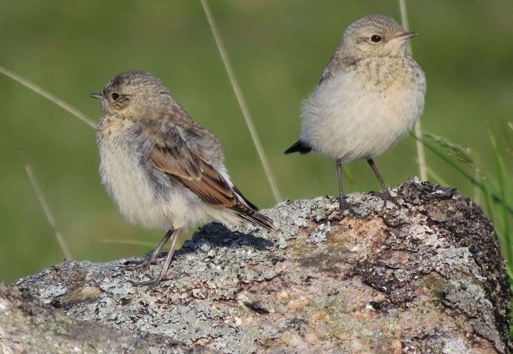 Avon Dam - Devon Birds
