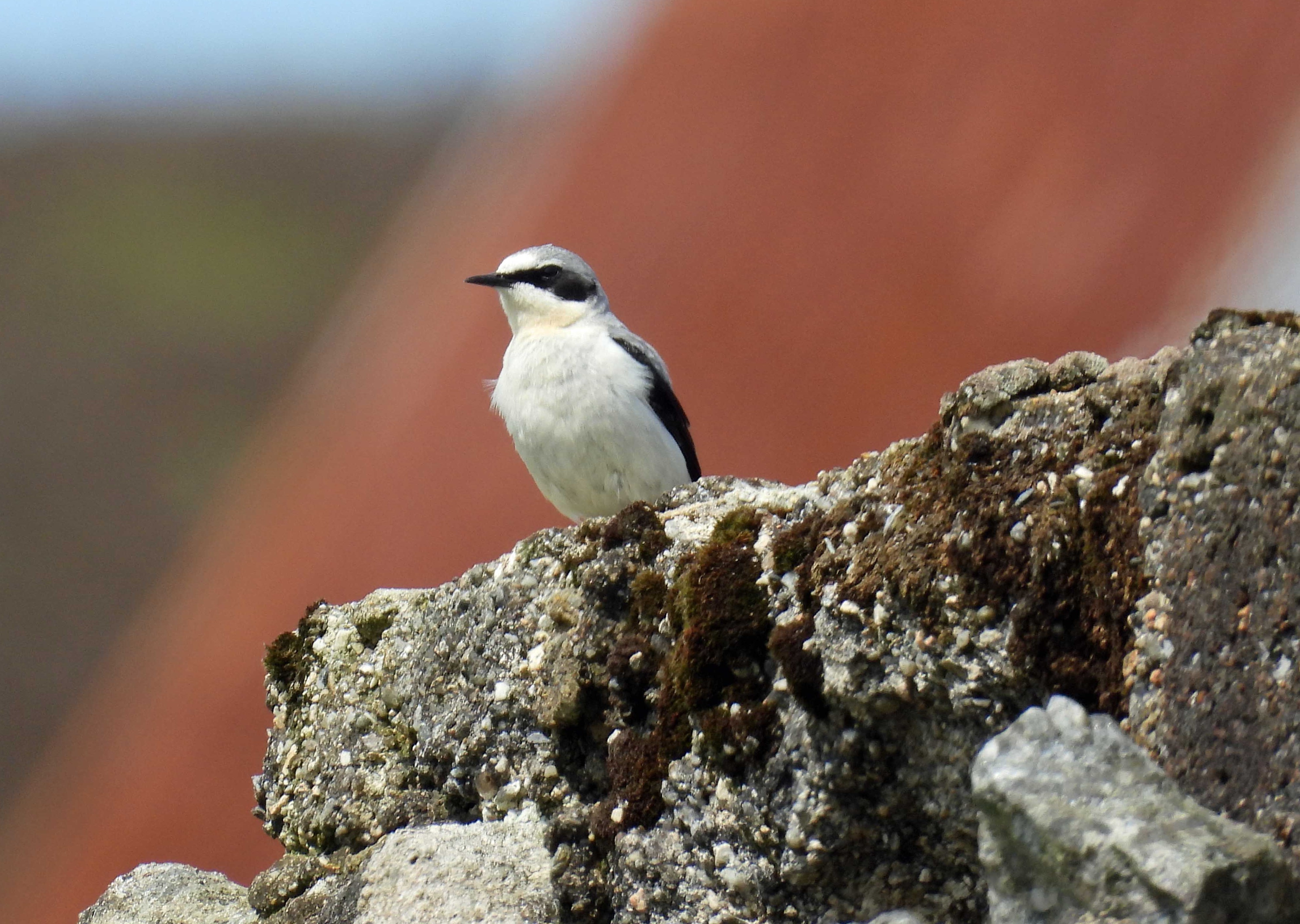 Events News & Writeups - Devon Birds