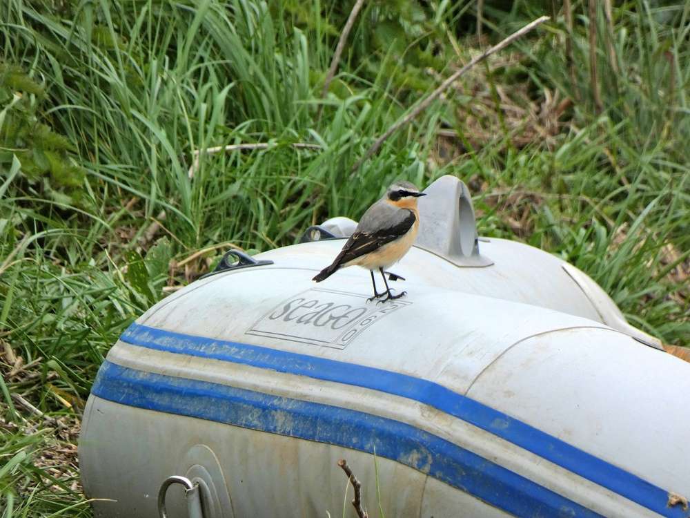 Cross banks - Horsey - Devon Birds