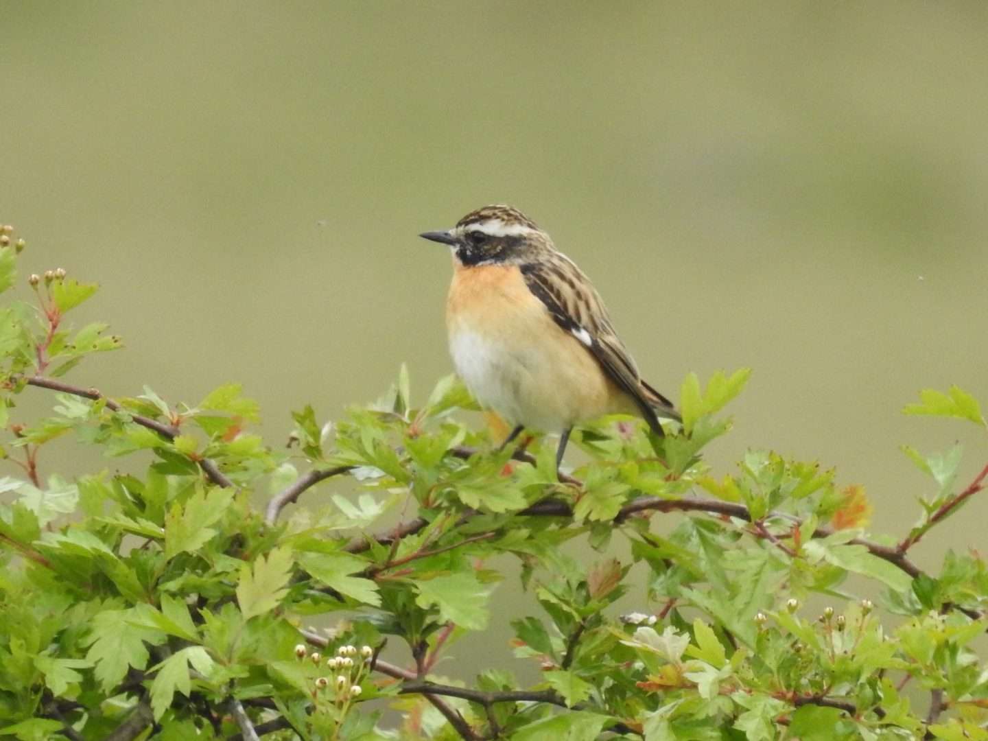 Society News - Devon Birds