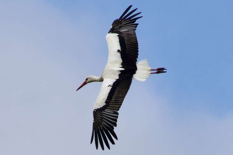 White Stork, Powderham - Devon Birds