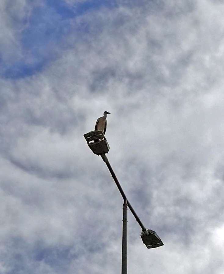 White Stork - A30 Slip Road - Devon Birds