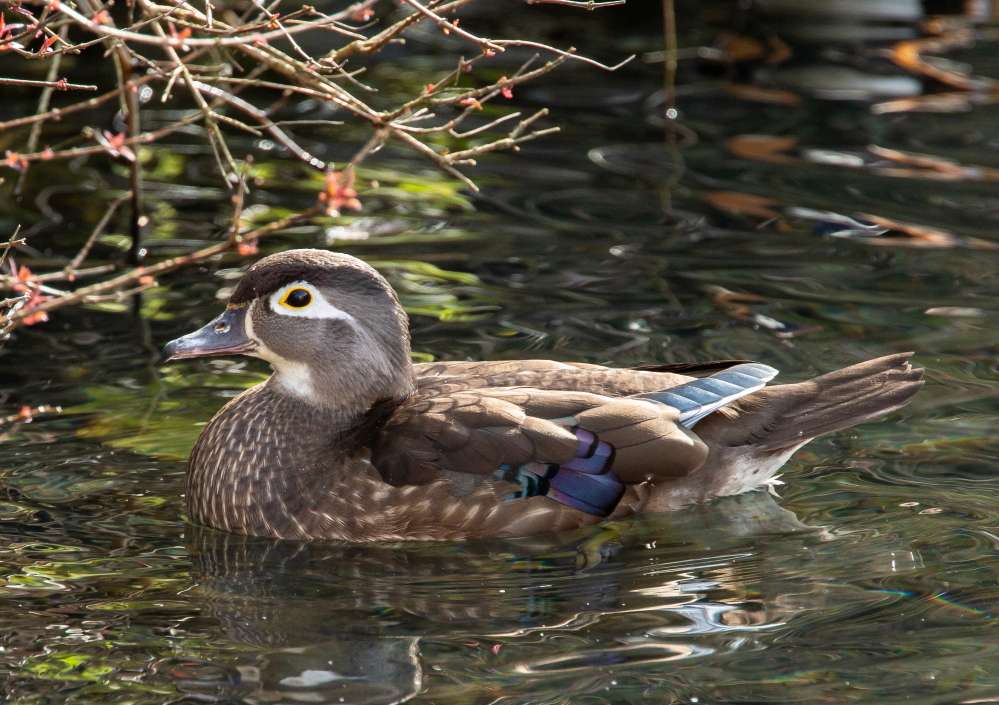 Saltram - Devon Birds