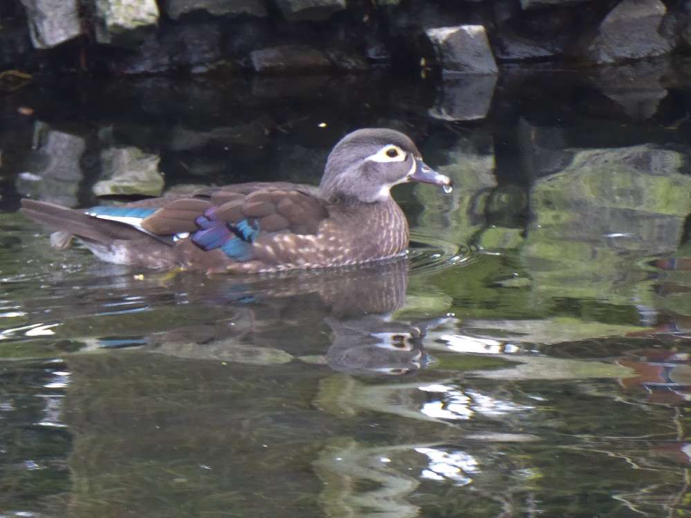 Saltram House Cart Pond 17th March - Devon Birds