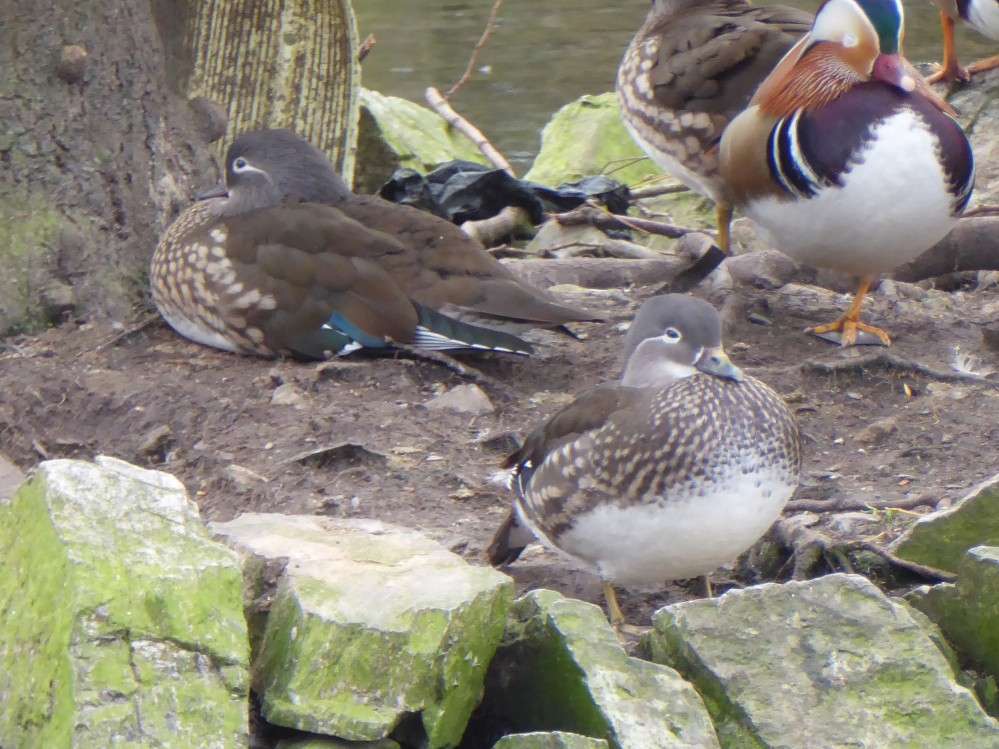 Saltram House Cart Pond 17th March - Devon Birds