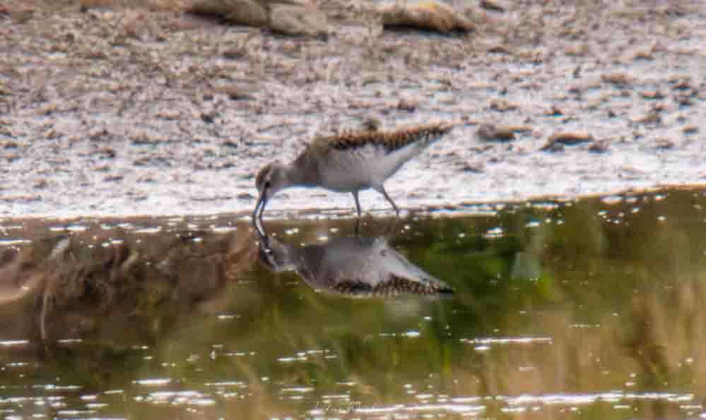 Wood Sandpiper - Seaton Wetlands Black Hole Marsh - Devon Birds