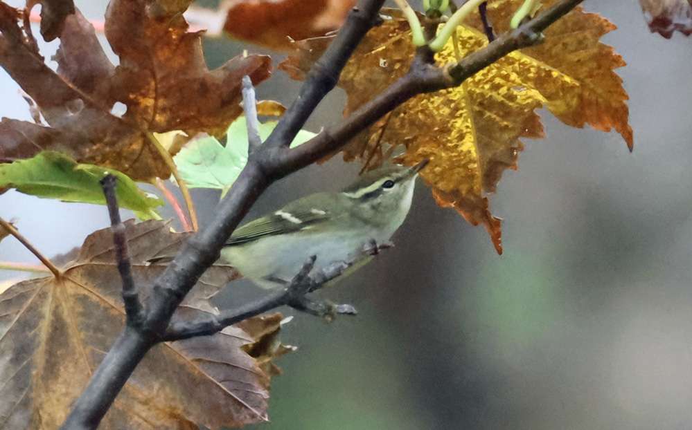 Yellow-browed Warbler at Berry Head Quarry - Devon Birds