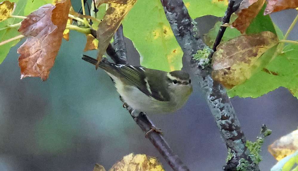 Yellow-browed Warbler at Berry Head Quarry - Devon Birds