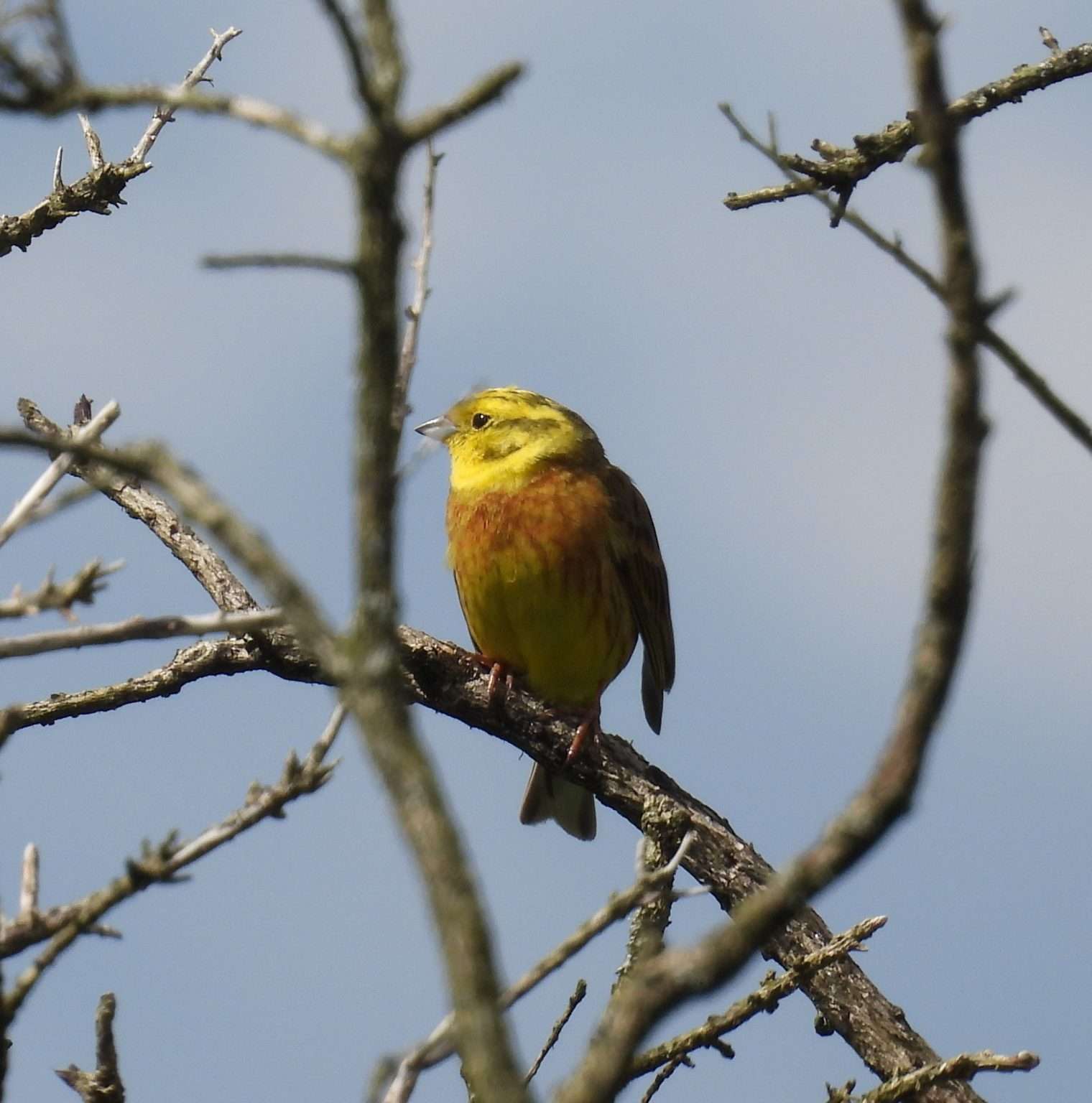 Society News - Devon Birds