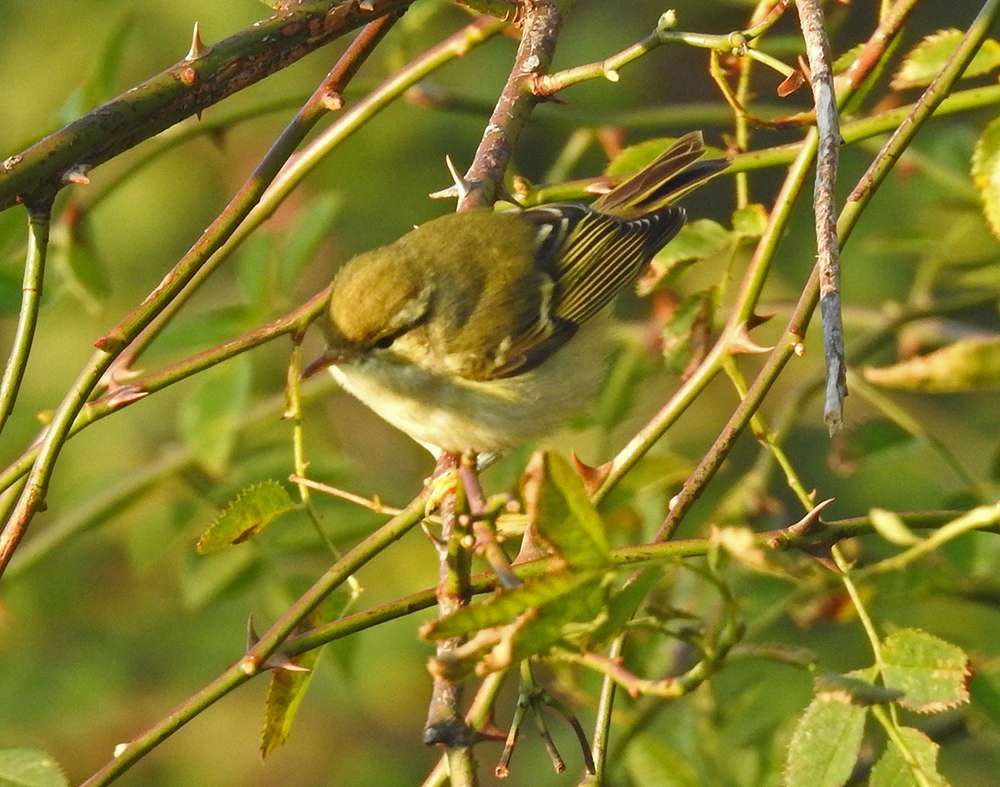 Broadsands Torbay - Devon Birds