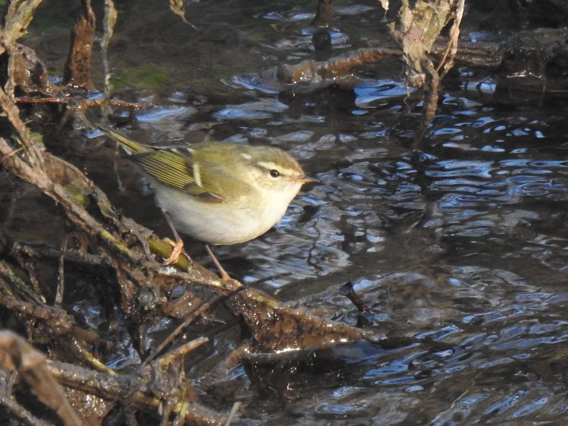 Efford Marsh and Saltram Park - Devon Birds