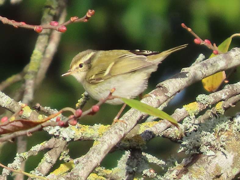 Whitelake Channel, Newton Abbot - Devon Birds