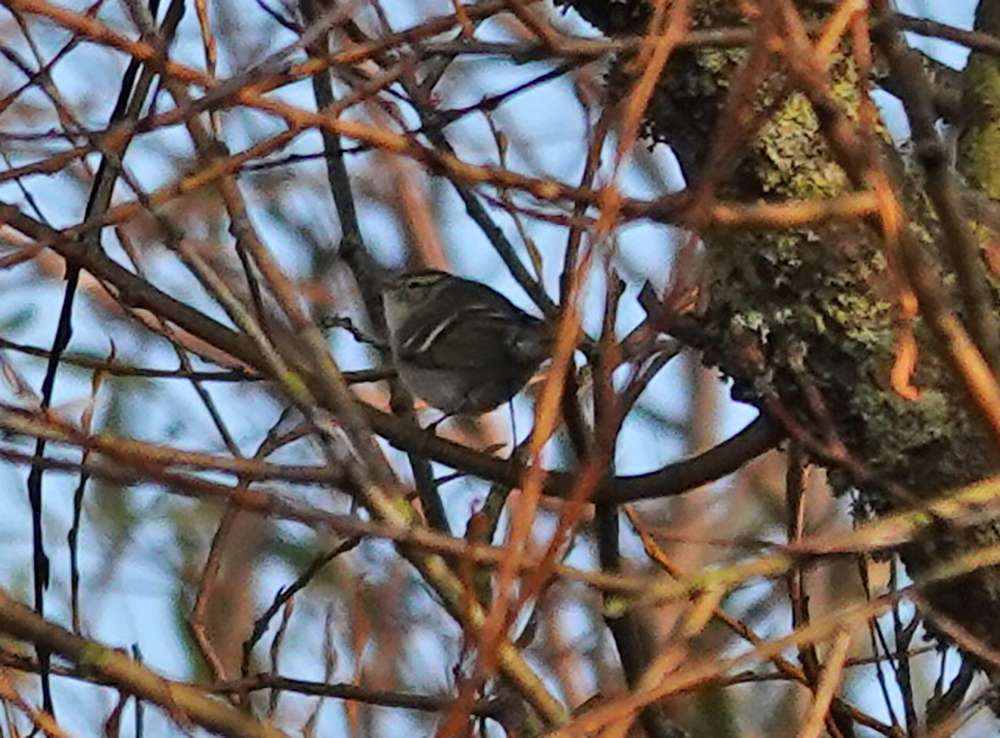 Torbay - Devon Birds