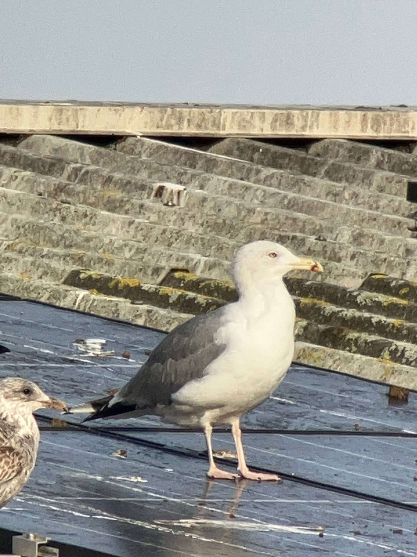 Plym Estuary & Saltram - Devon Birds