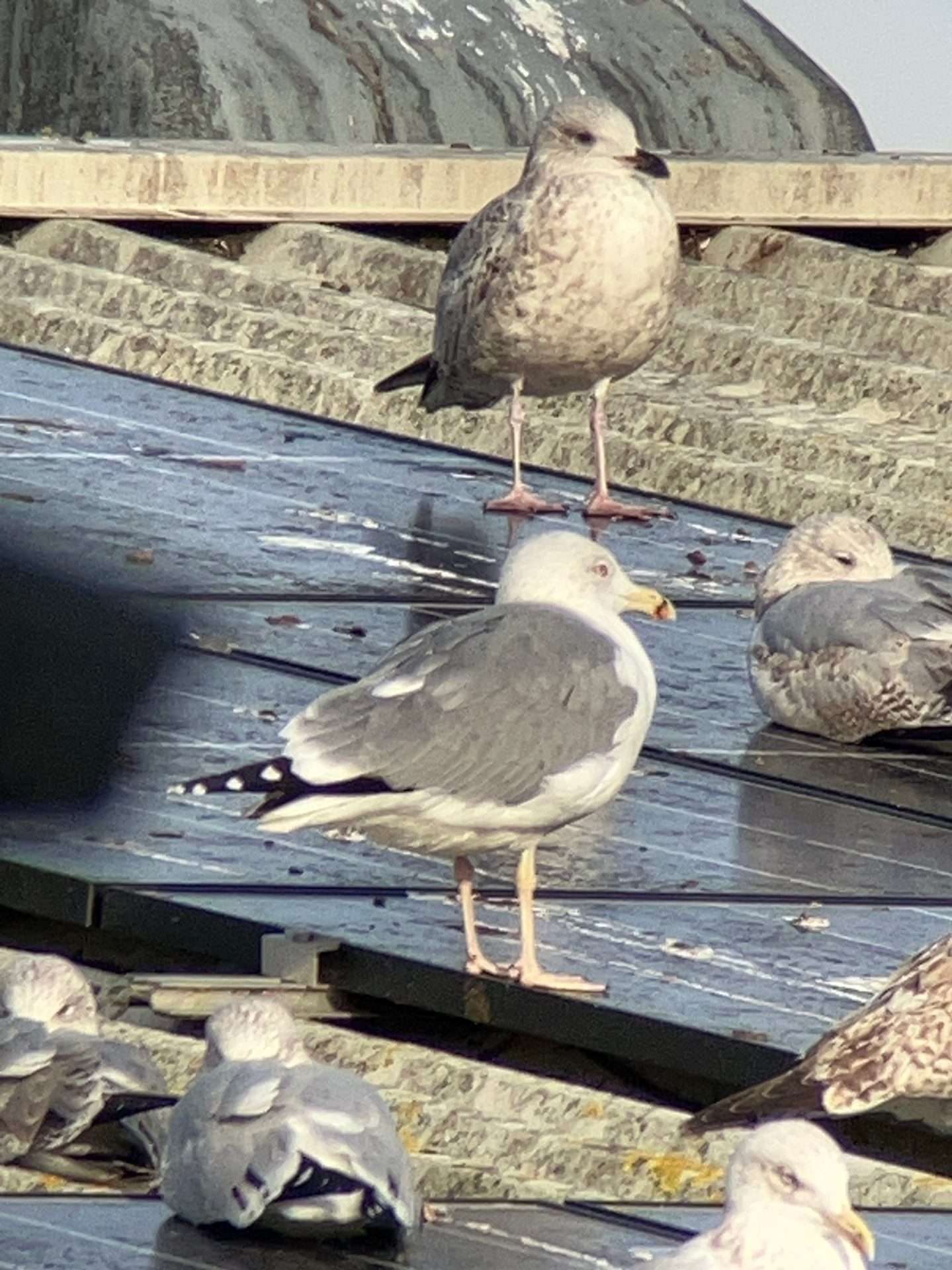 Plym Estuary & Saltram - Devon Birds