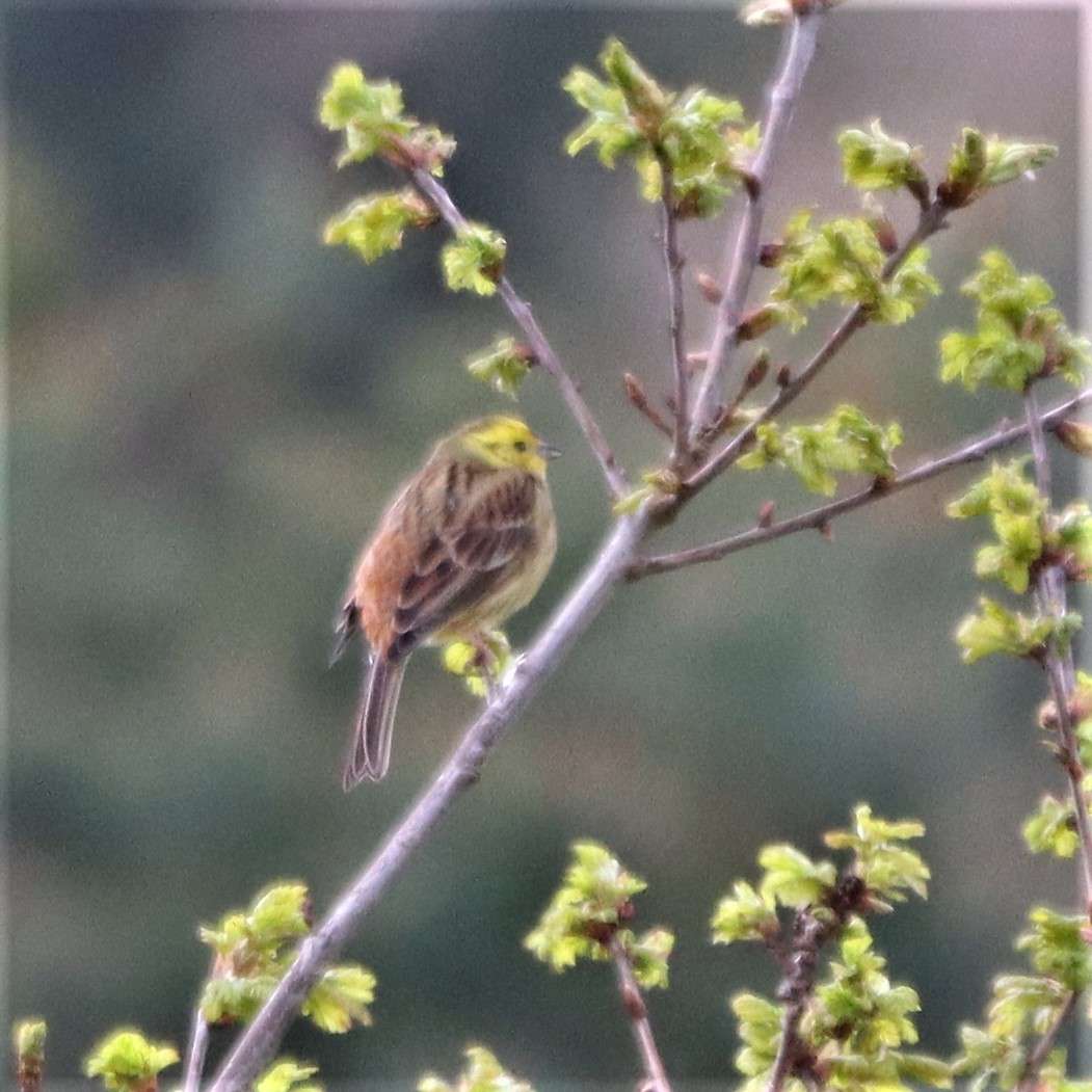 Events News & Writeups - Devon Birds