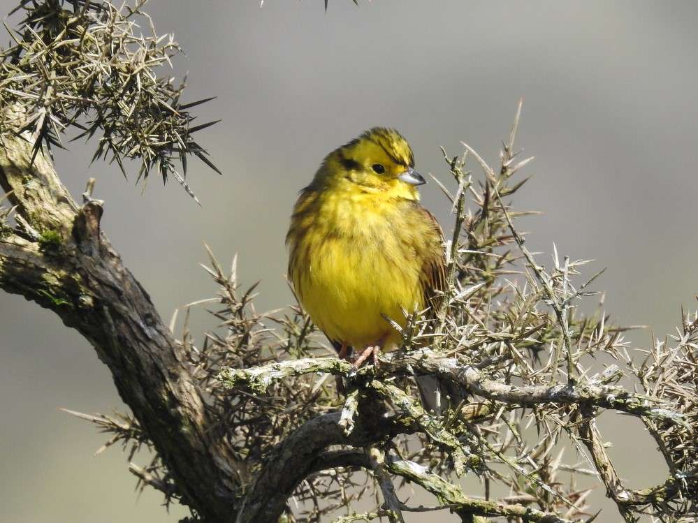 Crownhill Down - Devon Birds