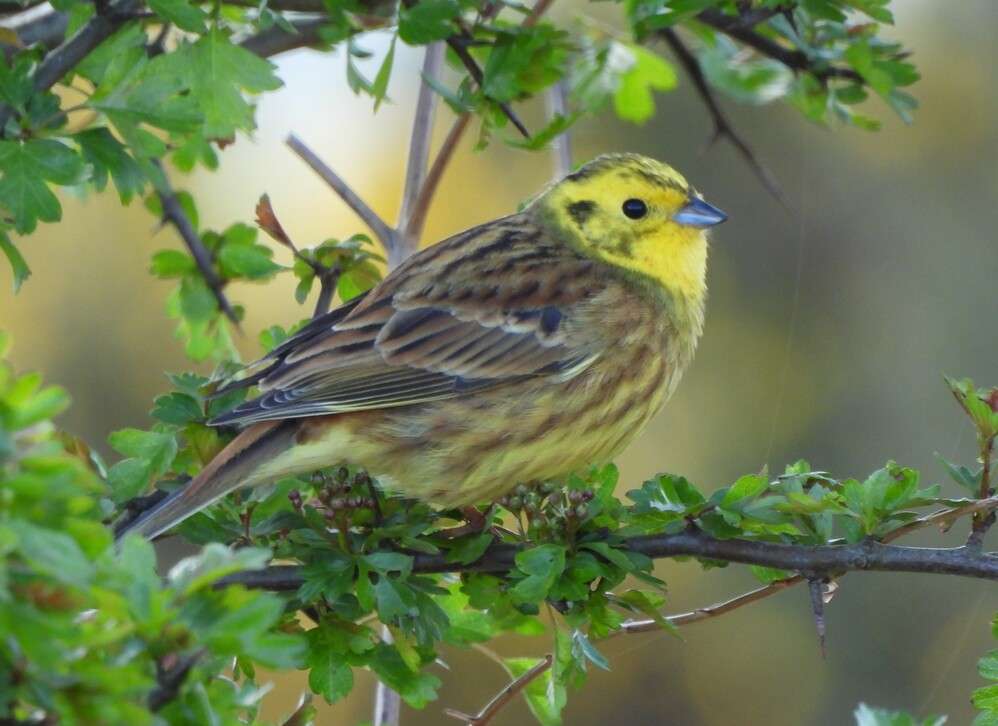 Clearbrook - Devon Birds