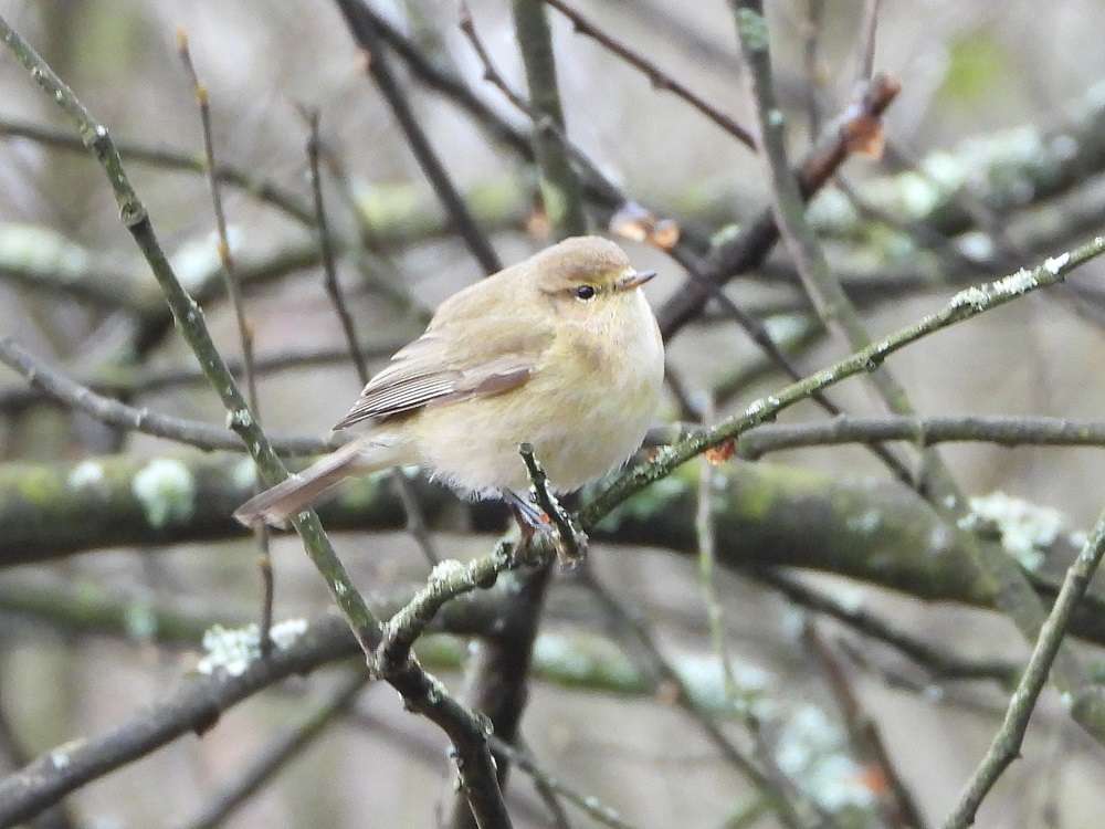 Lower Tamar Lake - Devon Birds
