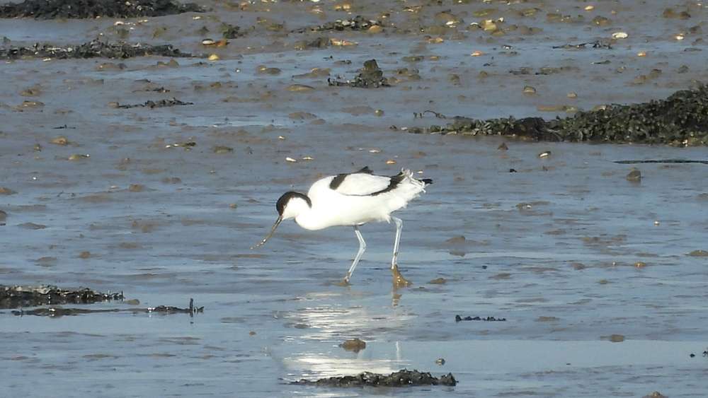 Avocet - Yelland - Devon Birds