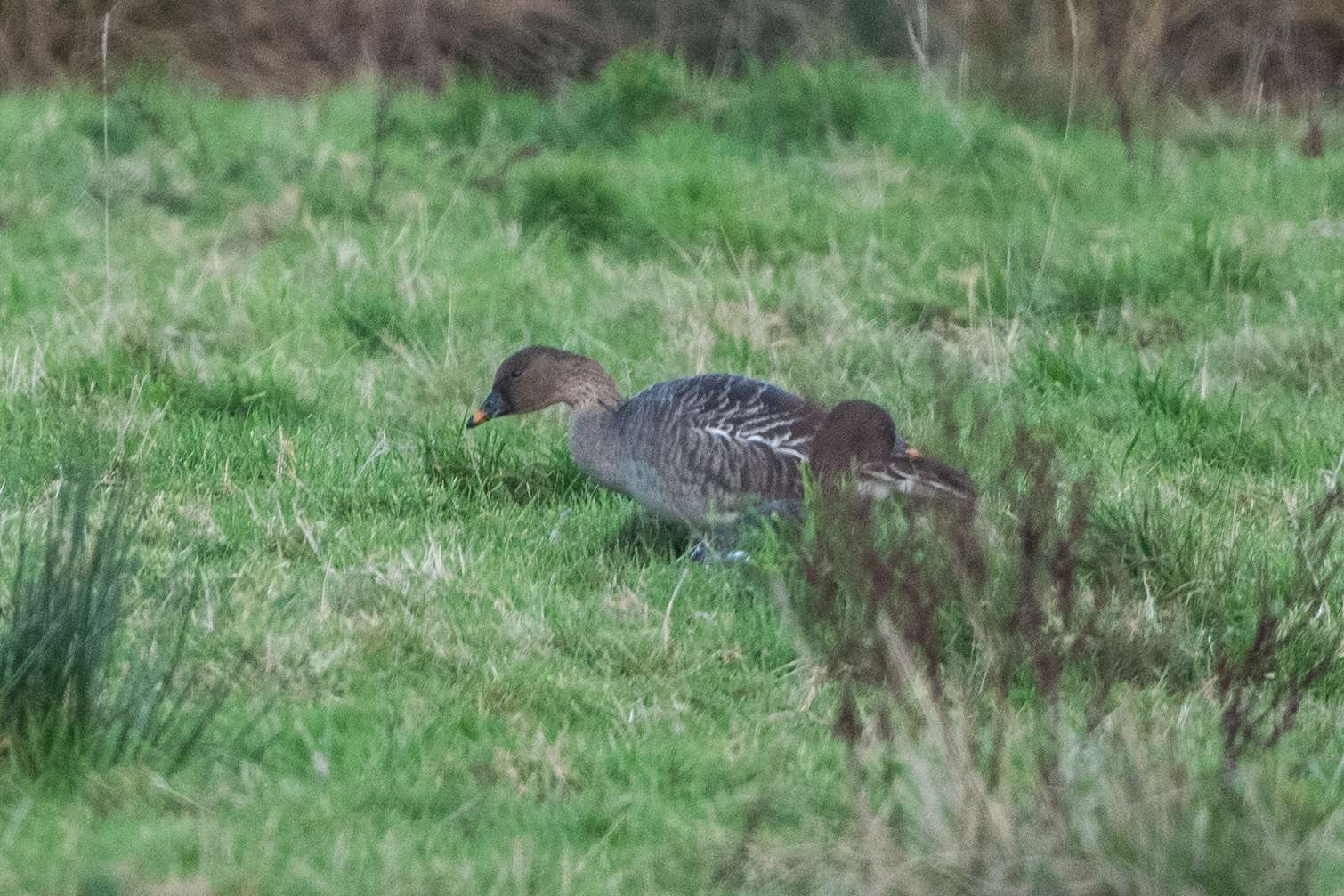 Bowling Green Marsh - Devon Birds