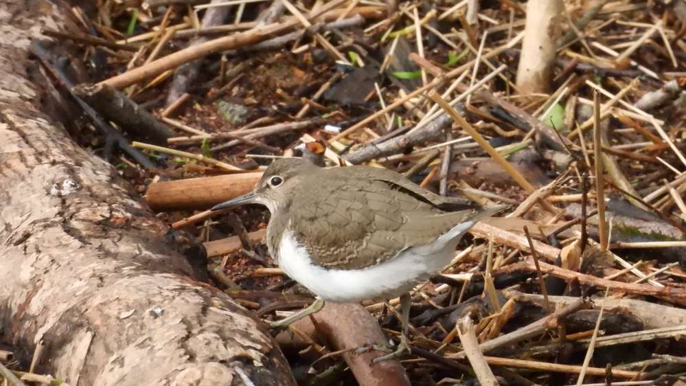 Plym Estuary and Saltram - Devon Birds