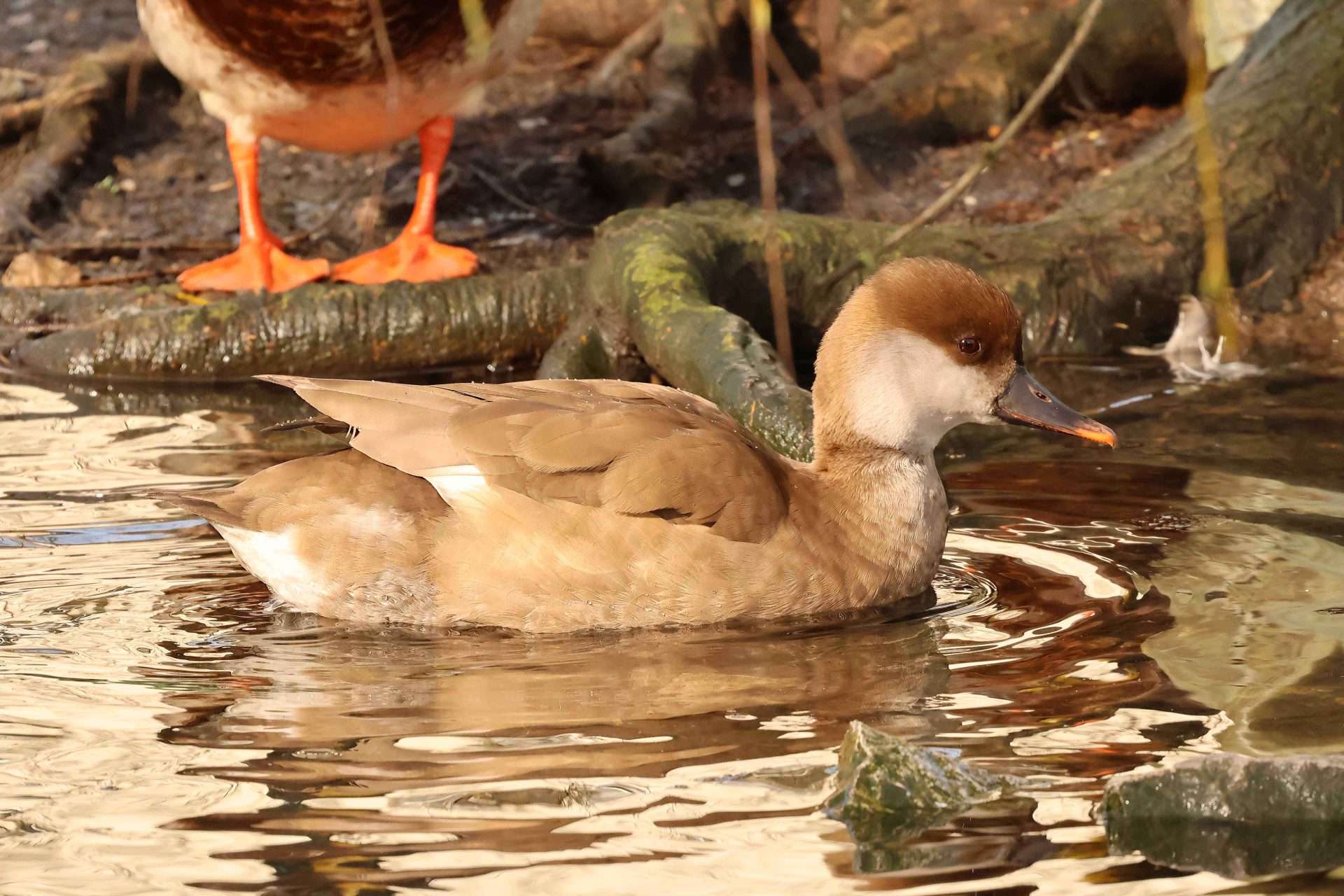 Female Red Crested Pochard, Saltram - Devon Birds