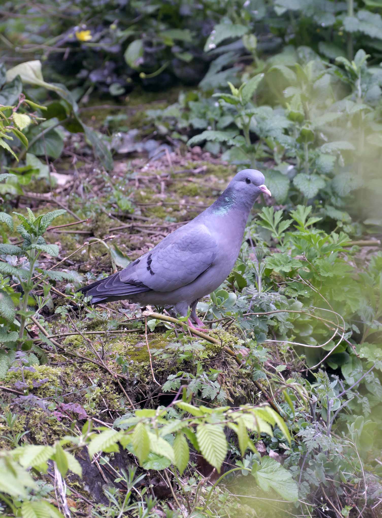 Sampford Peverell - Rural garden - Devon Birds
