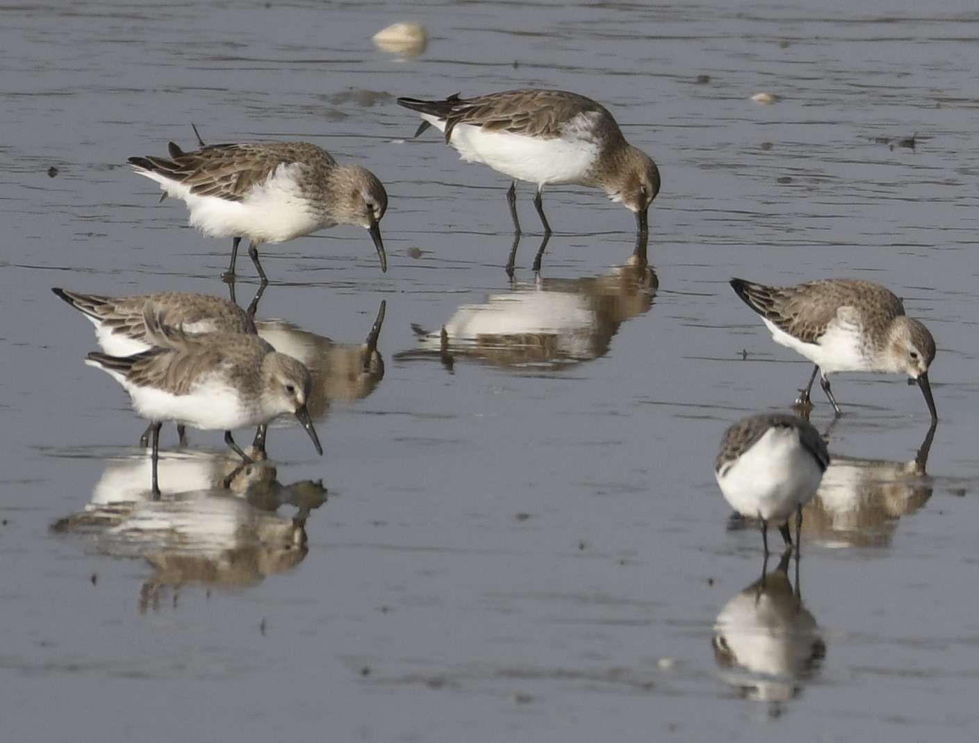 Plymouth - Devon Birds
