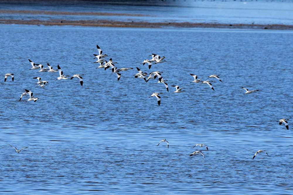 Avocet at Tamerton Estuary by Greg Bradbury - Devon Birds