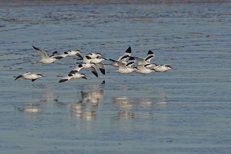 Avocet at River Exe by Keith McGinn - Devon Birds