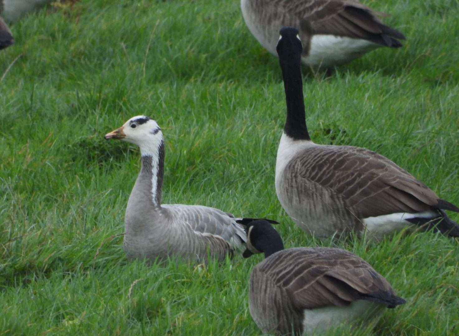 Bar headed goose at Exminster marshes RSPB by Kenneth Bradley - Devon Birds