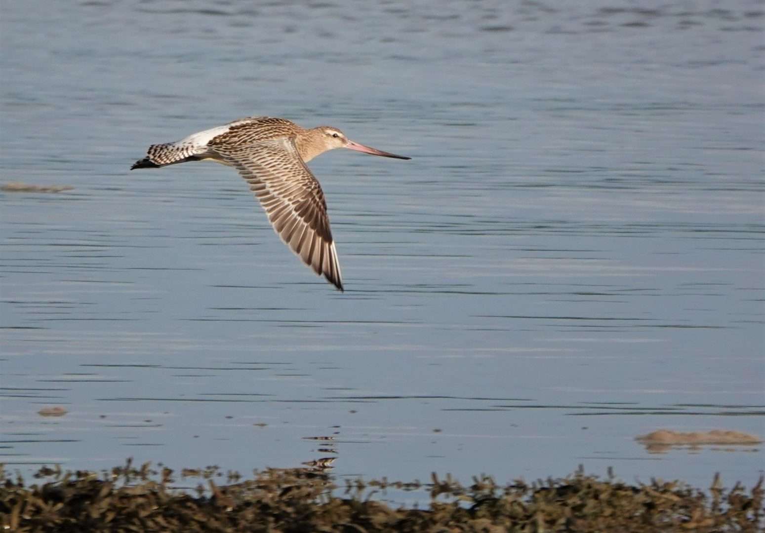 Bar-tailed Godwit at Fremington Pill by Paul Howrihane - Devon Birds