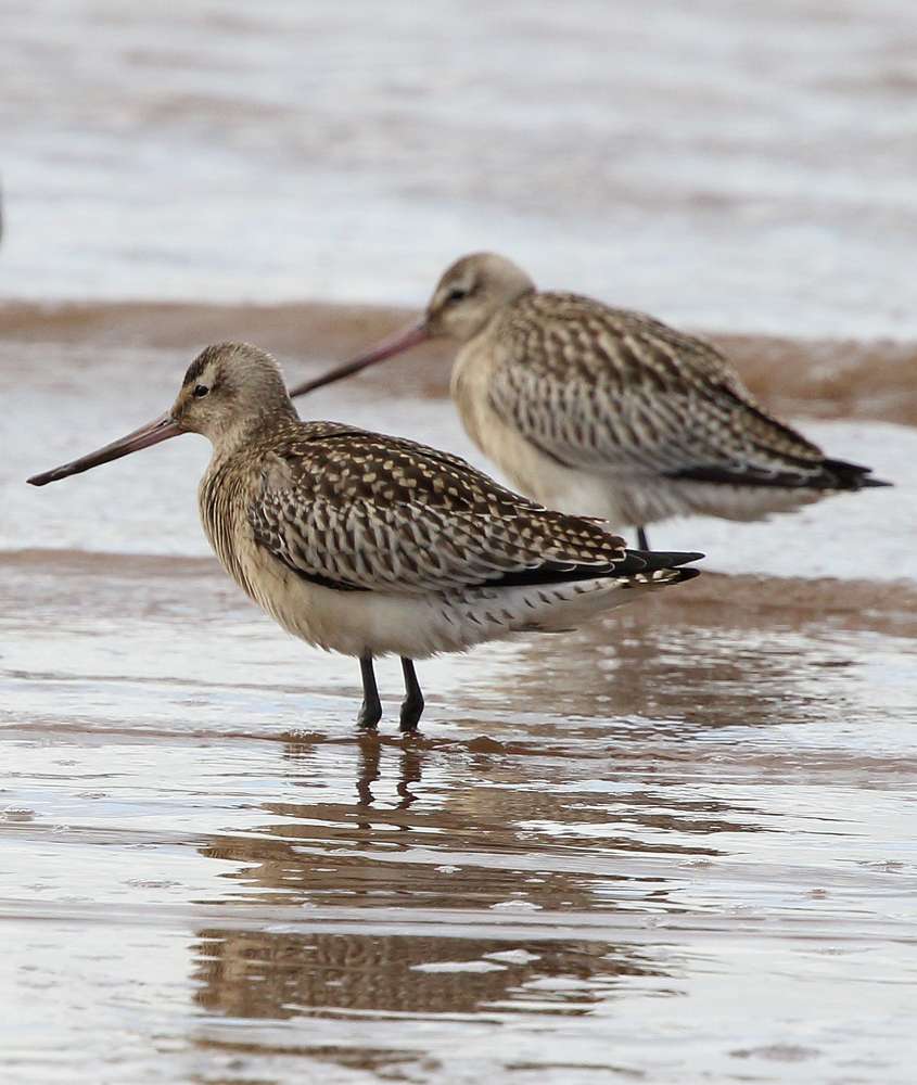 Bar-tailed Godwit at Topsham by Steph Murphy - Devon Birds
