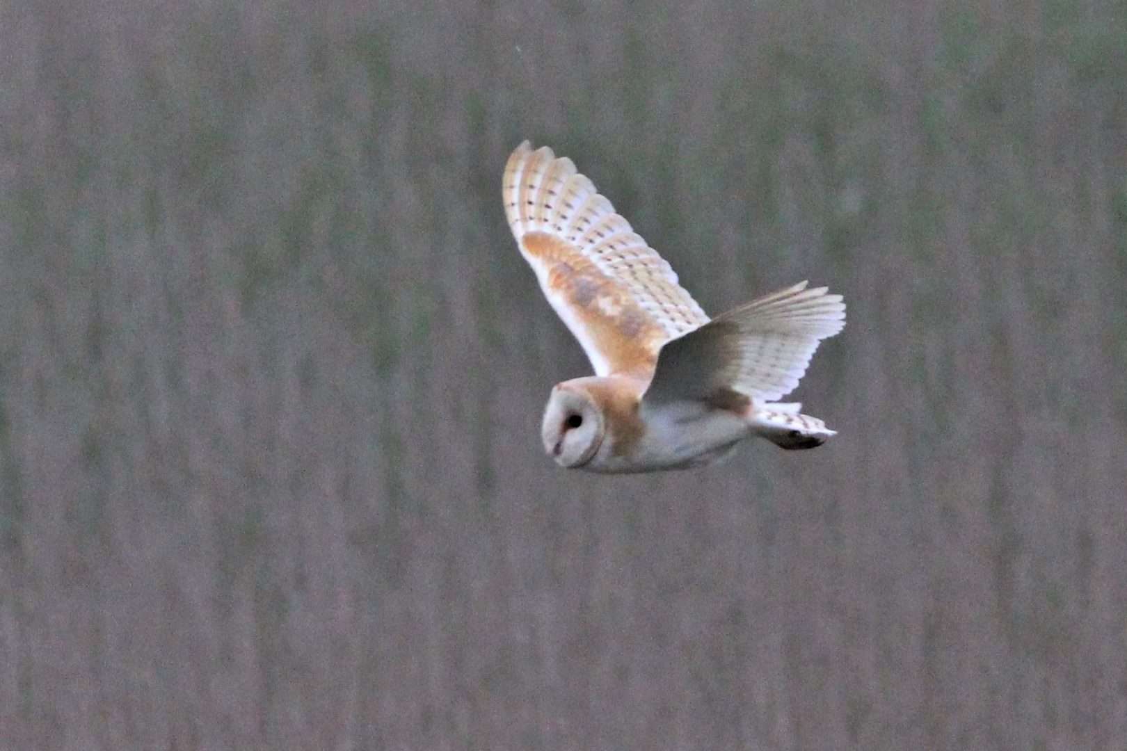 Barn Owl at South Devon by David Batten - Devon Birds