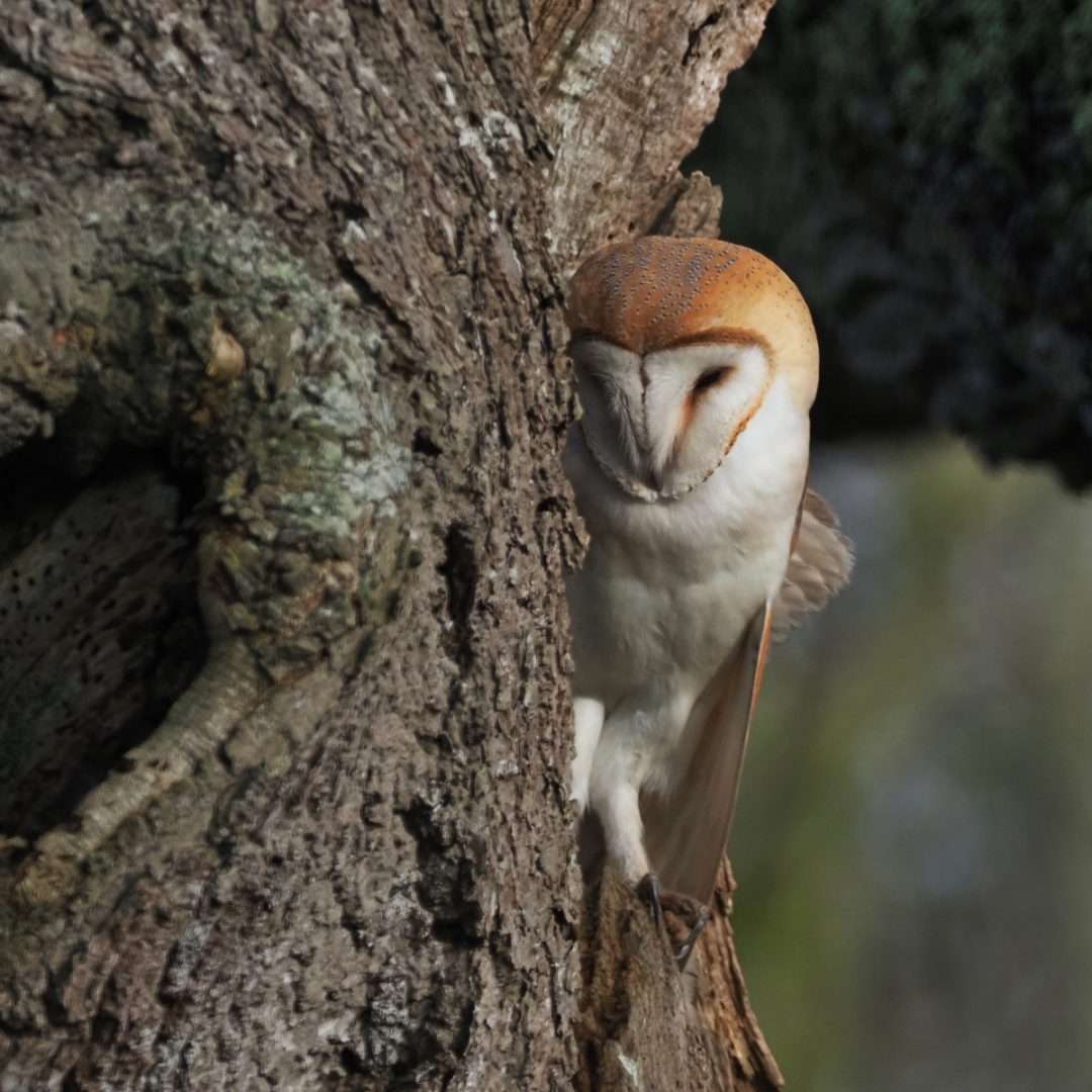 Barn Owl at Winkleigh by Tom Wallis - Devon Birds