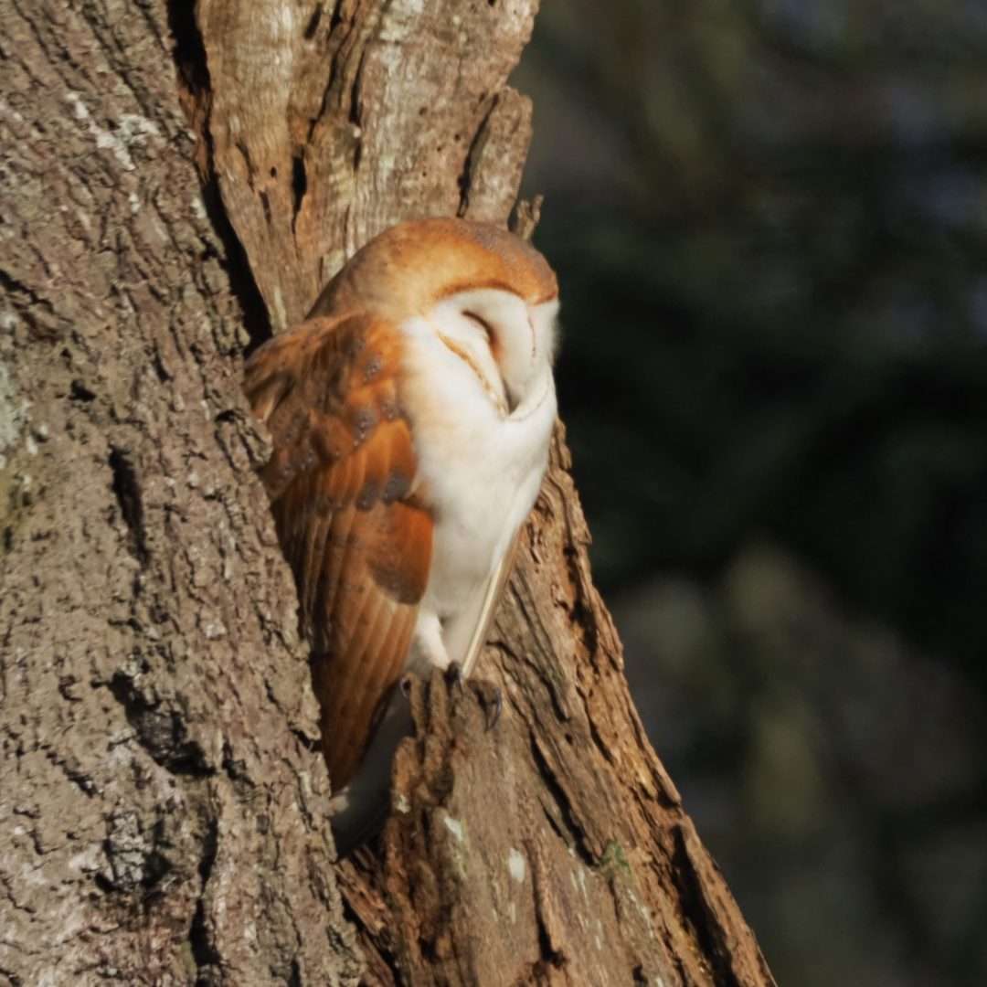 Barn Owl at Winkleigh by Tom Wallis - Devon Birds