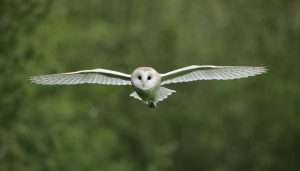 Barn owl at South Brent by Steve Hopper - Devon Birds