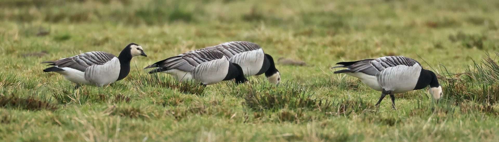 Barnacle Goose at Exminster marsh by Steve Hopper - Devon Birds