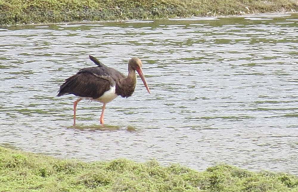 Black Stork at Roadford Reservoir by Brian Craven - Devon Birds