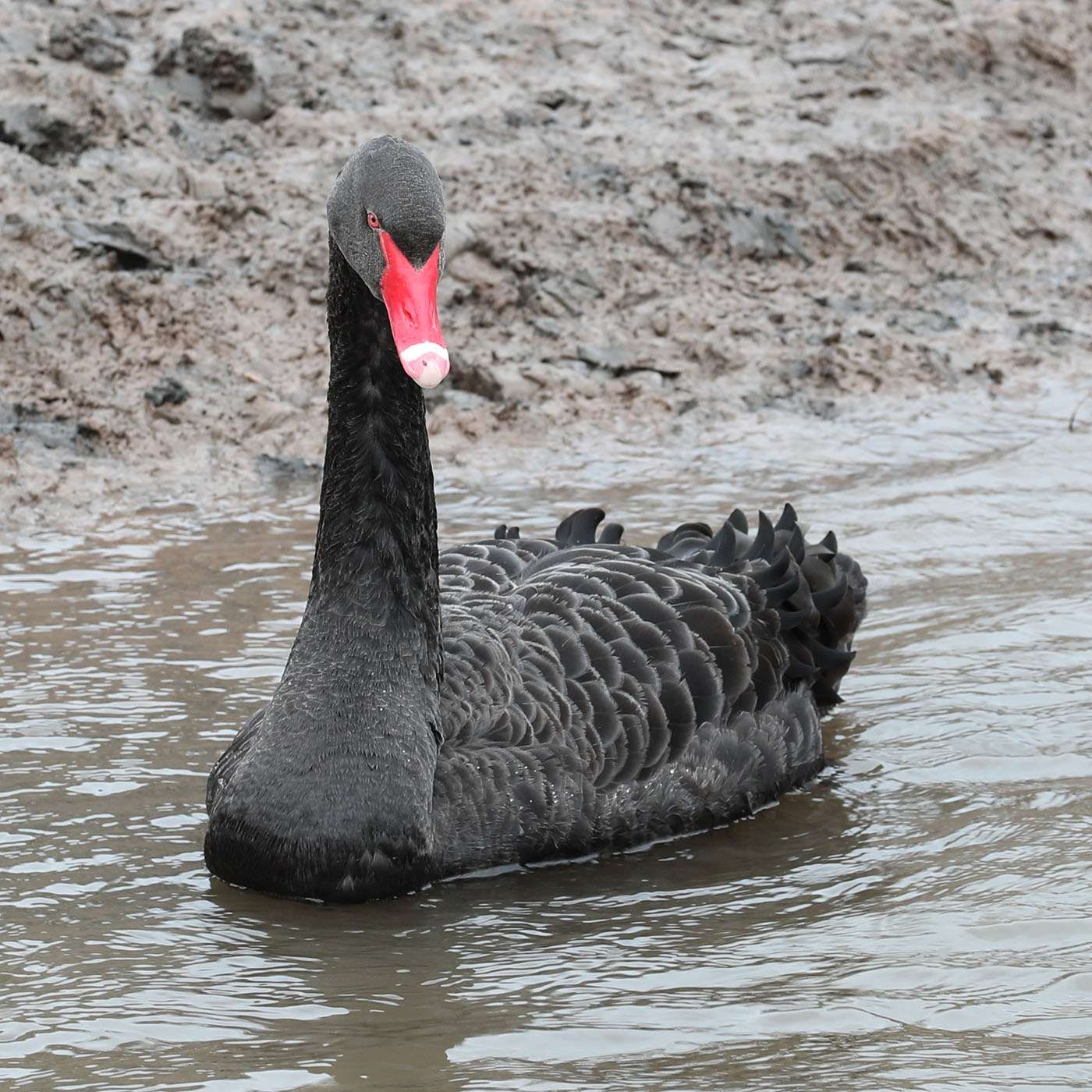 Black Swan at Topsham by Steve Hopper - Devon Birds