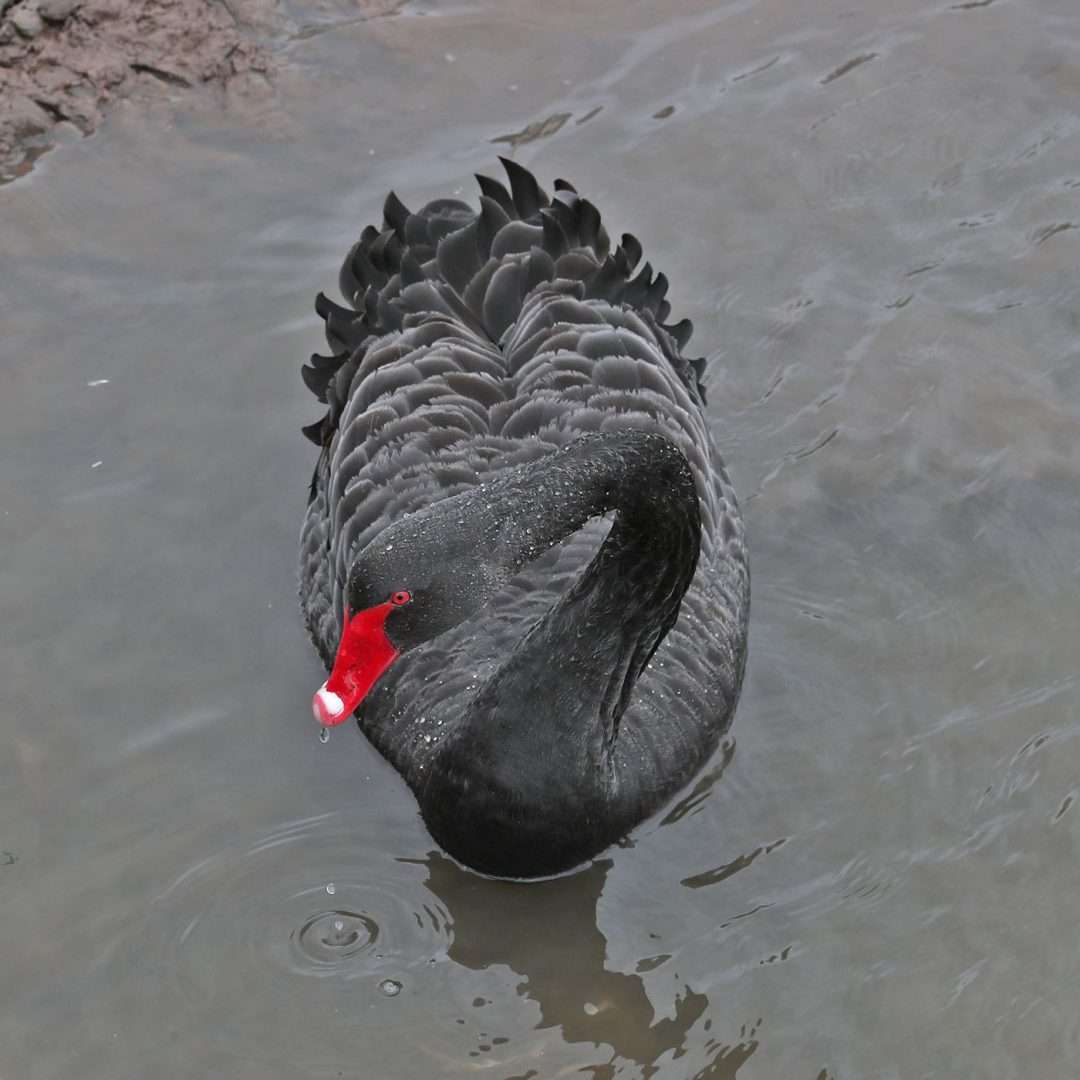 Black Swan at Topsham by Steve Hopper - Devon Birds