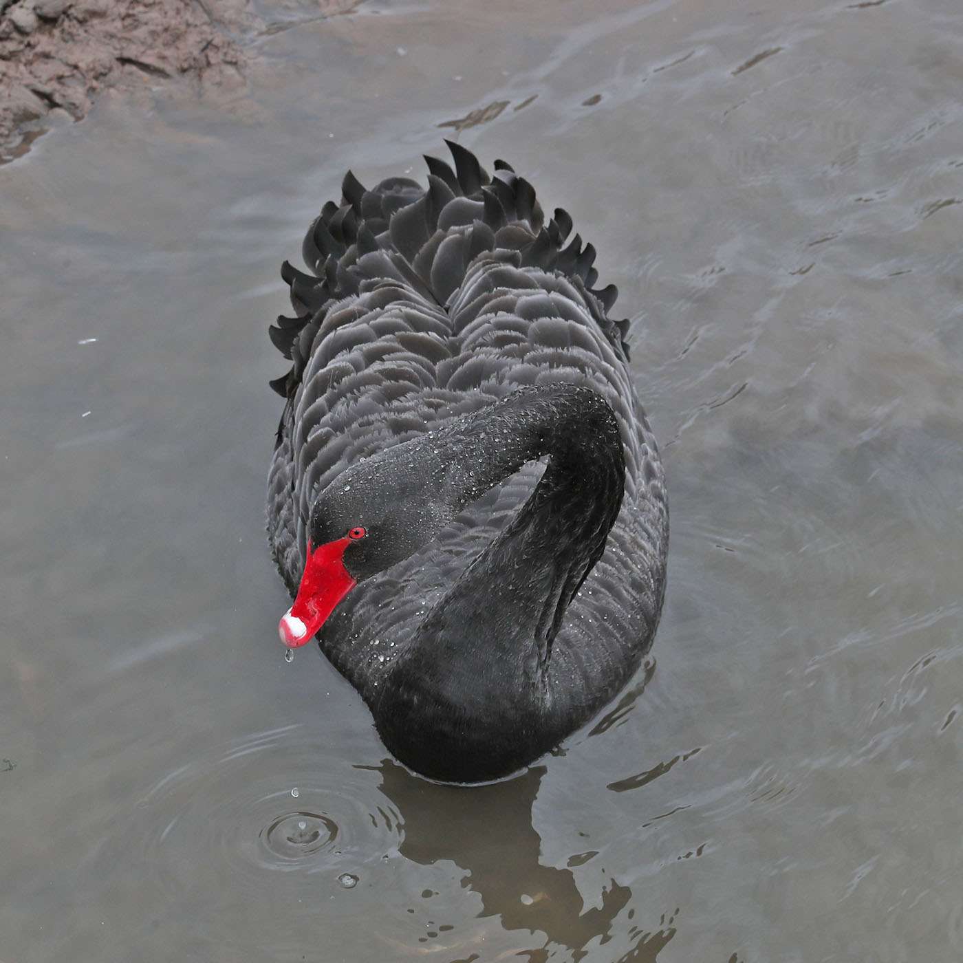 Black Swan at Topsham by Steve Hopper - Devon Birds