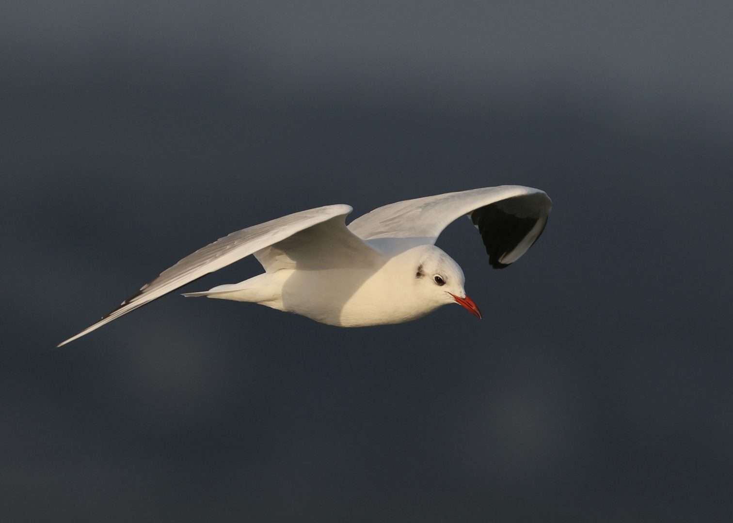 Black-headed Gull at Brixham by Steve Hopper - Devon Birds