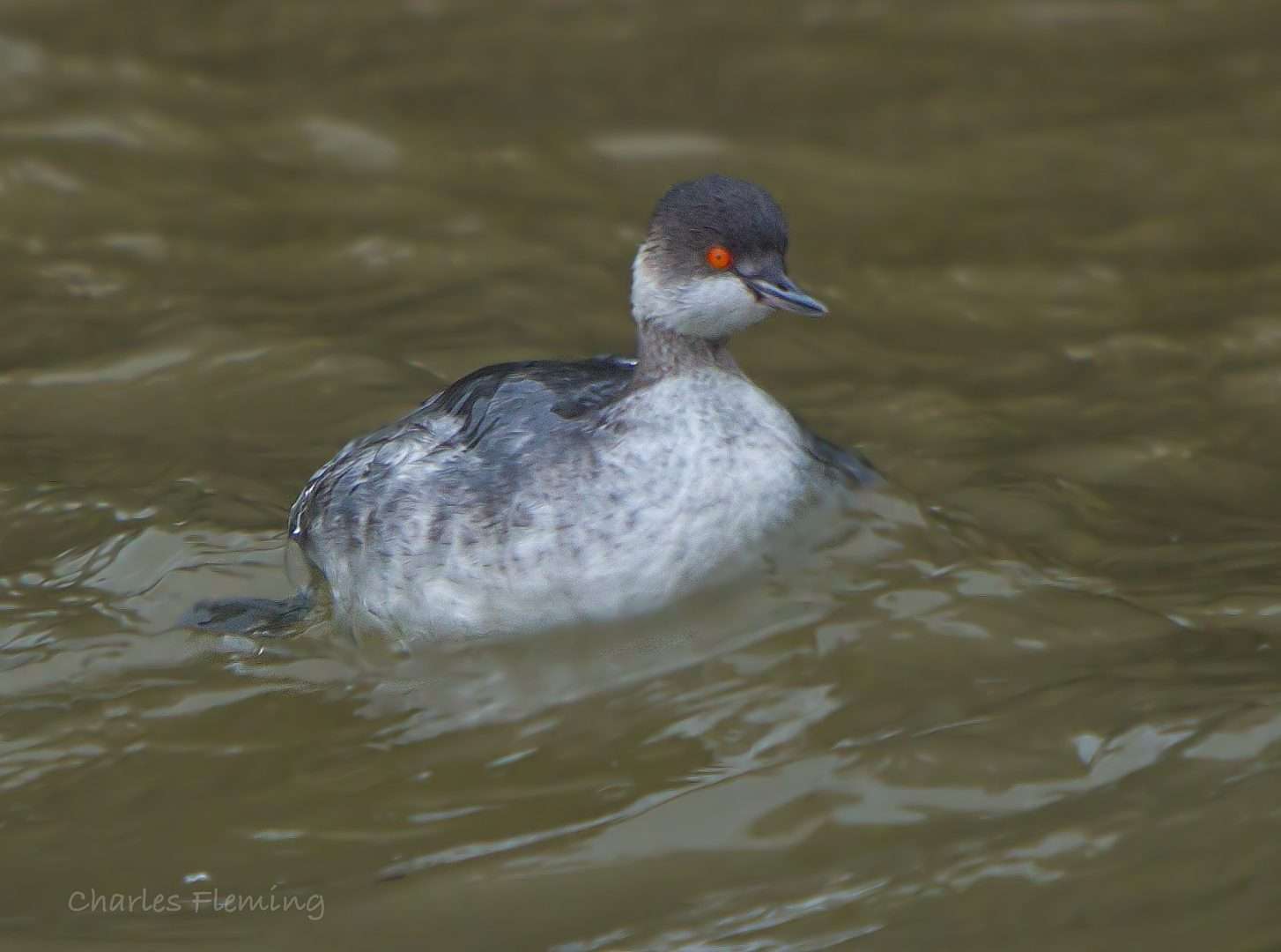 Black-necked Grebe at Turf, Exeter by Charlie Fleming - Devon Birds
