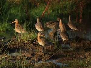 Black-tailed Godwit at Velator, Braunton by Martin Batt - Devon Birds