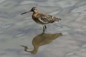 Black-tailed Godwit at Barnstaple Old Bridge by Martin Thorne - Devon Birds