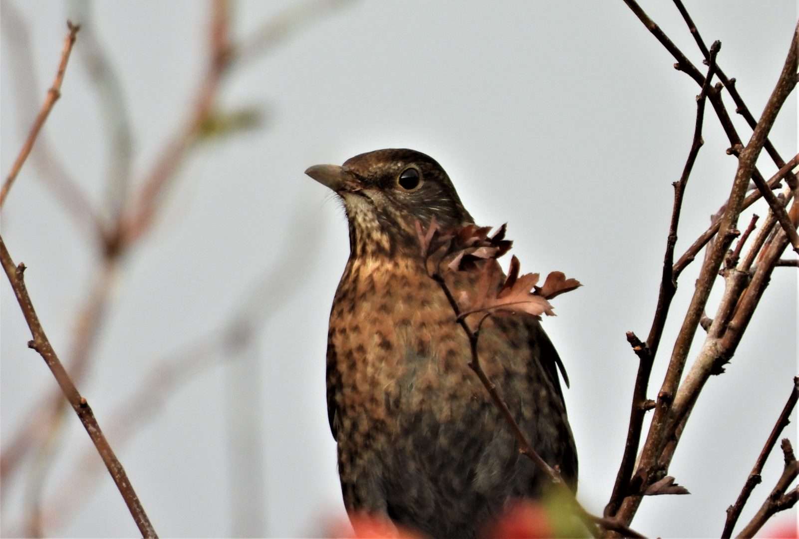 Blackbird at Labrador Bay RSPB by Kenneth Bradley - Devon Birds